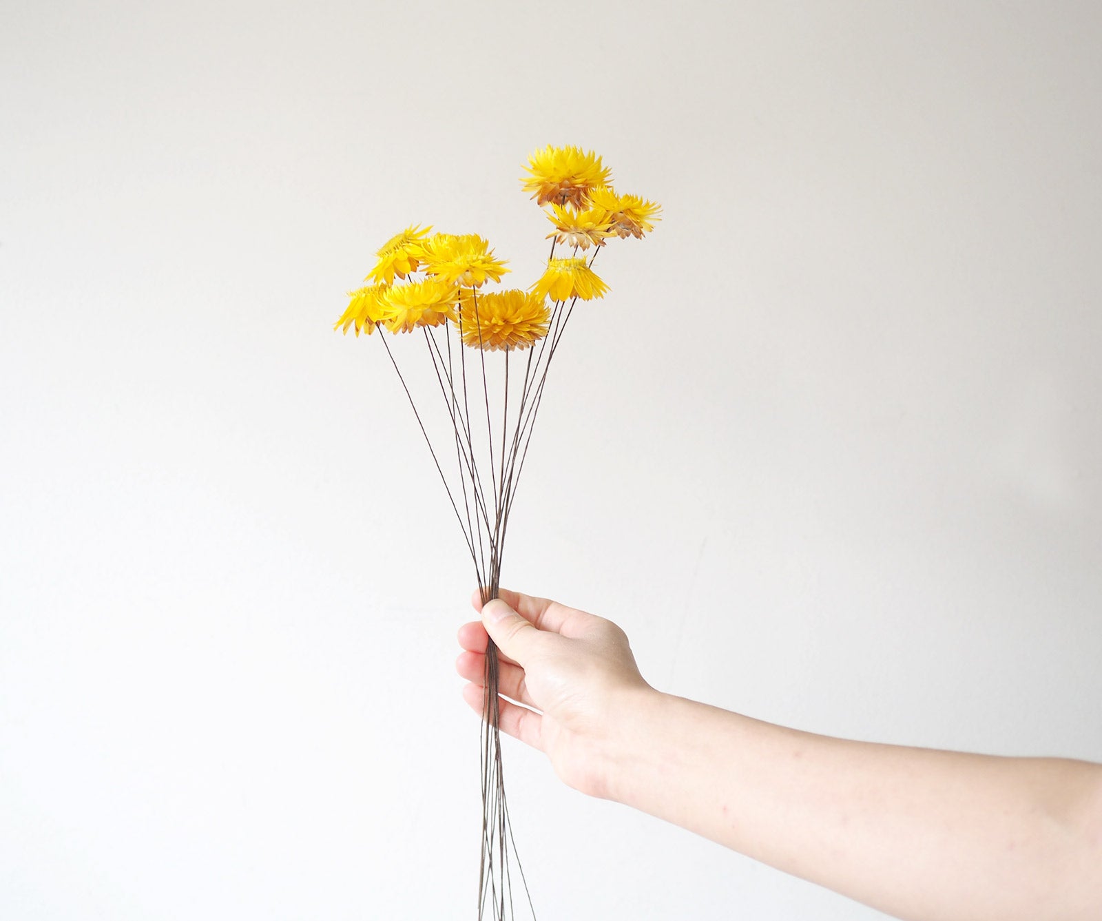 Dried Strawflower Bunch - Yellow – Earth & Green